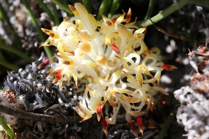 Australian Plants - Proteaceae